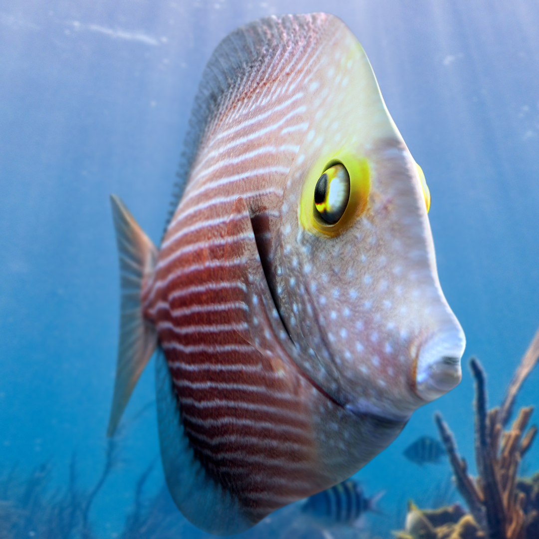 max yellow eye tang