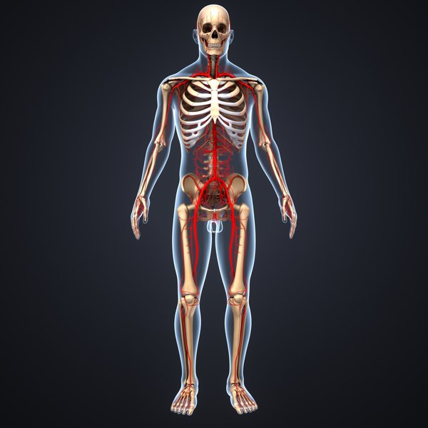 3D Arteries Models | TurboSquid