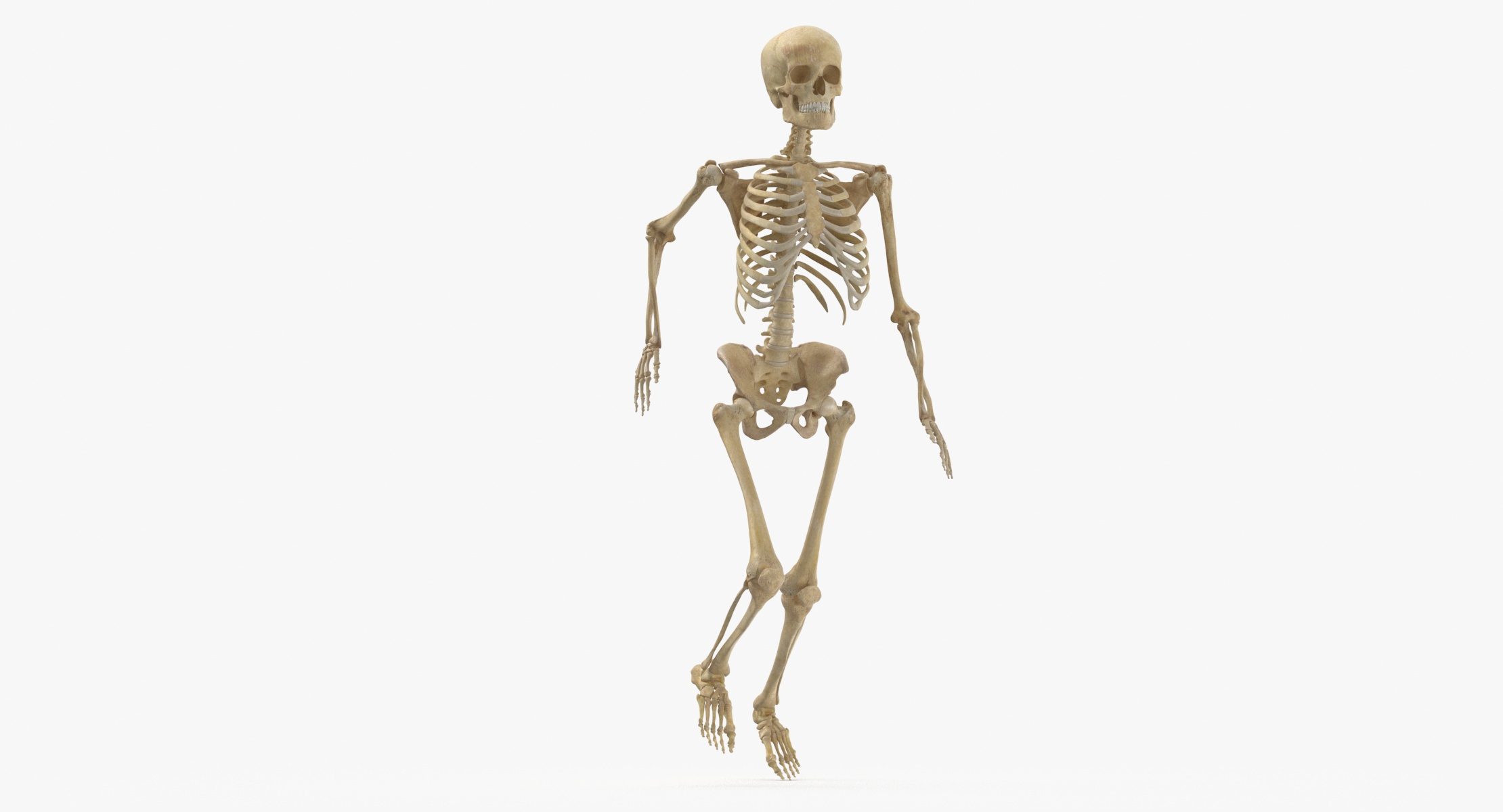 Real human female skeleton 3D model - TurboSquid 1692589