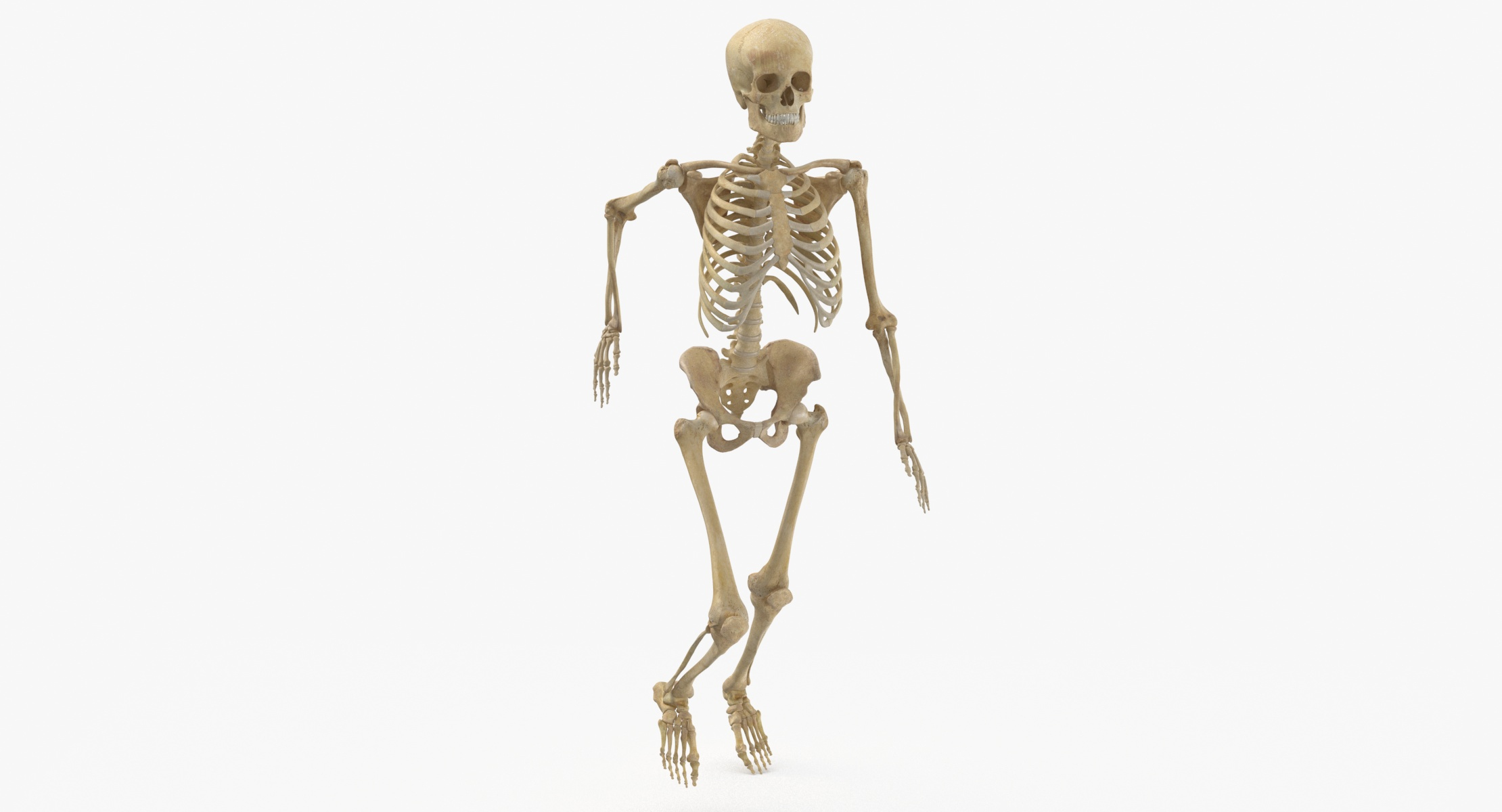 Real human female skeleton 3D model - TurboSquid 1692589