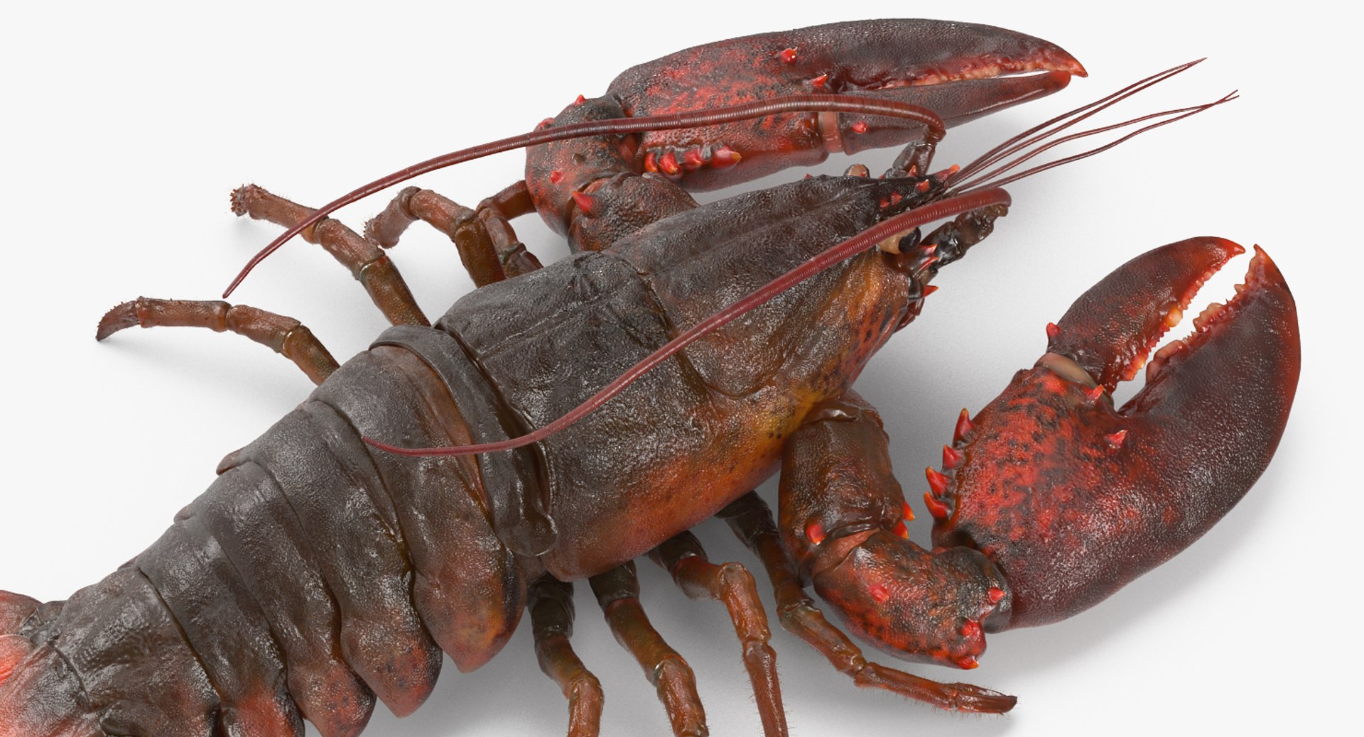 3d Model Lobster Pose 2 Fur