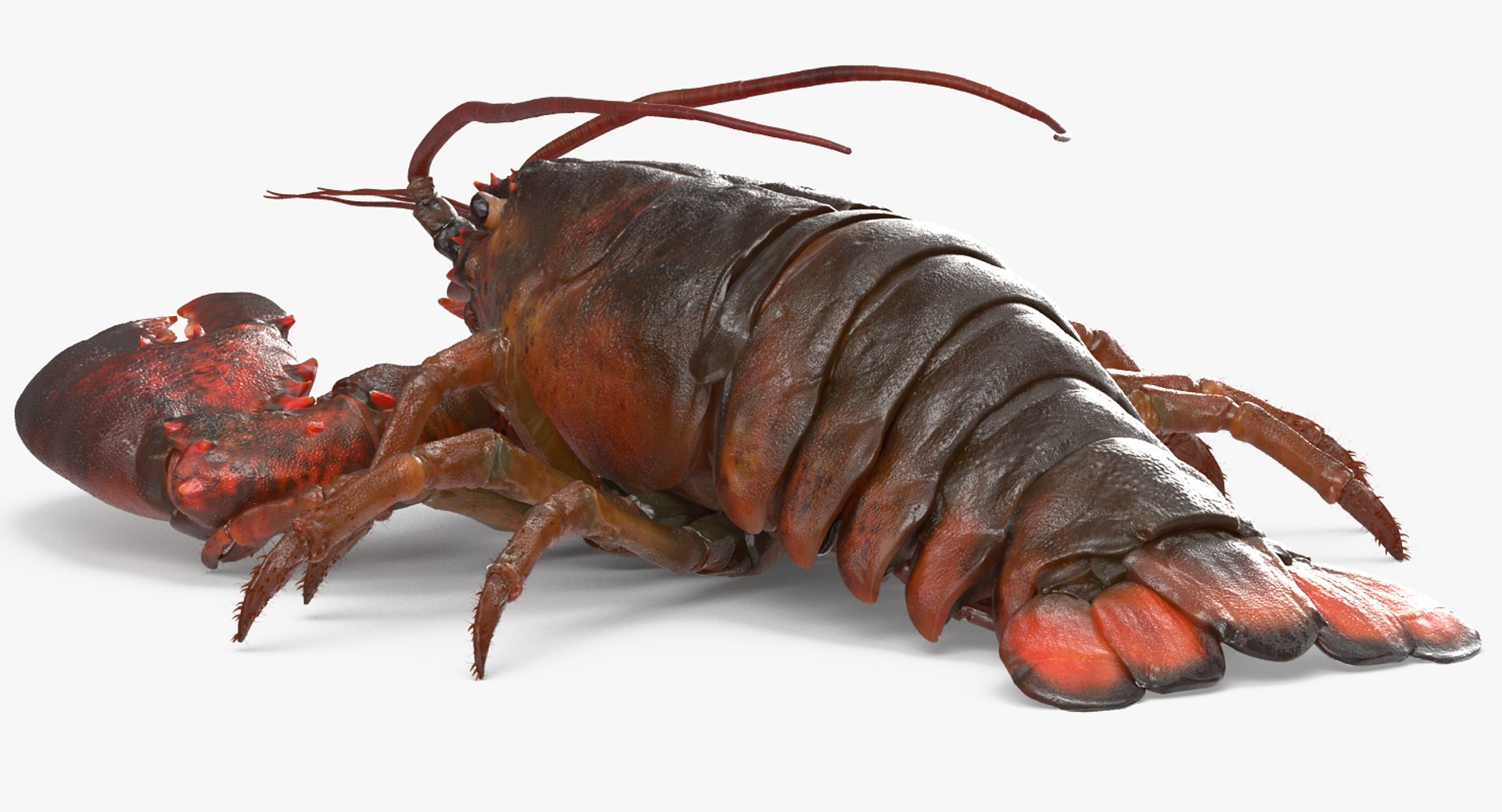 3d Model Lobster Pose 2 Fur