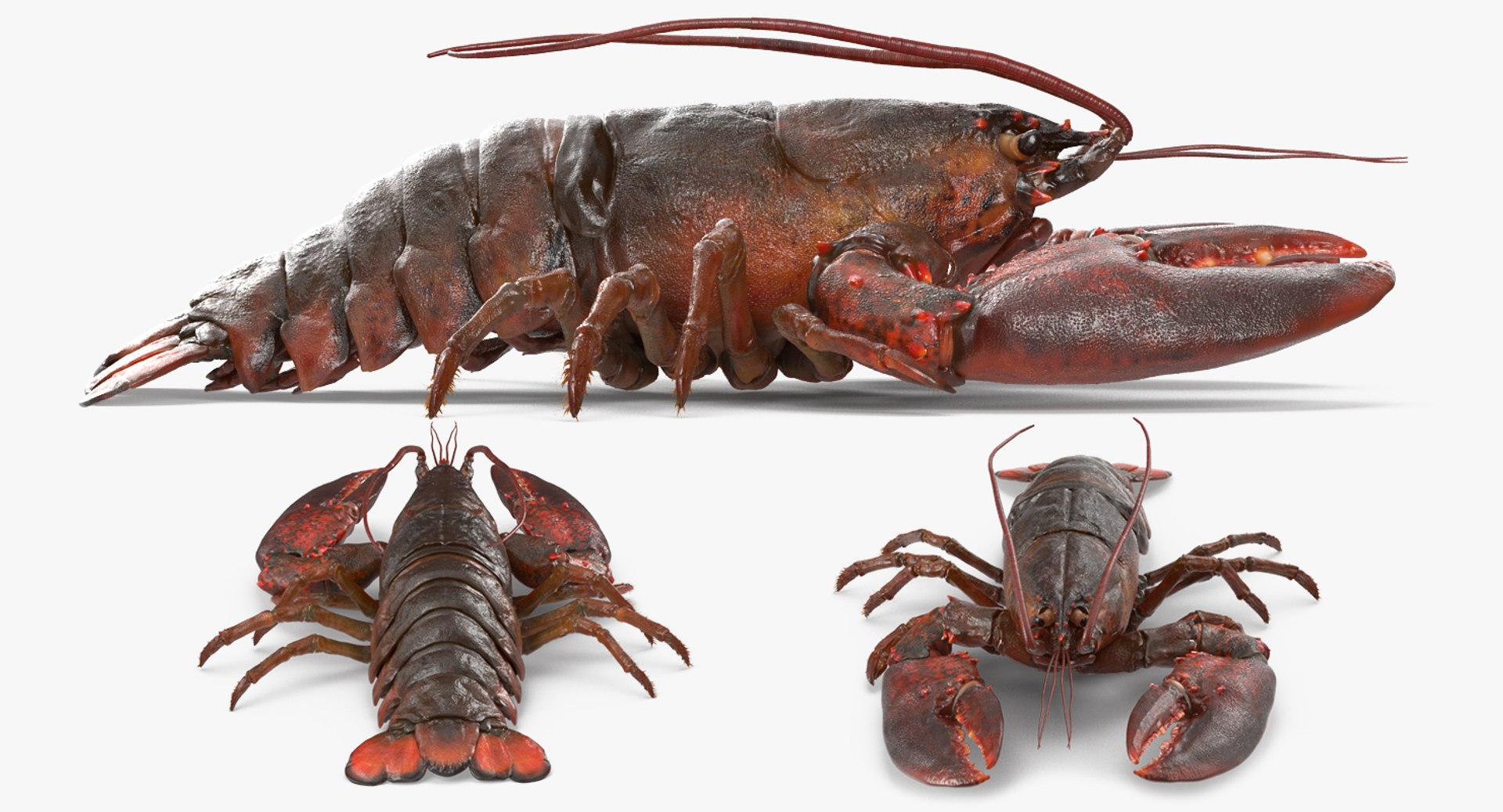 3d Model Lobster Pose 2 Fur