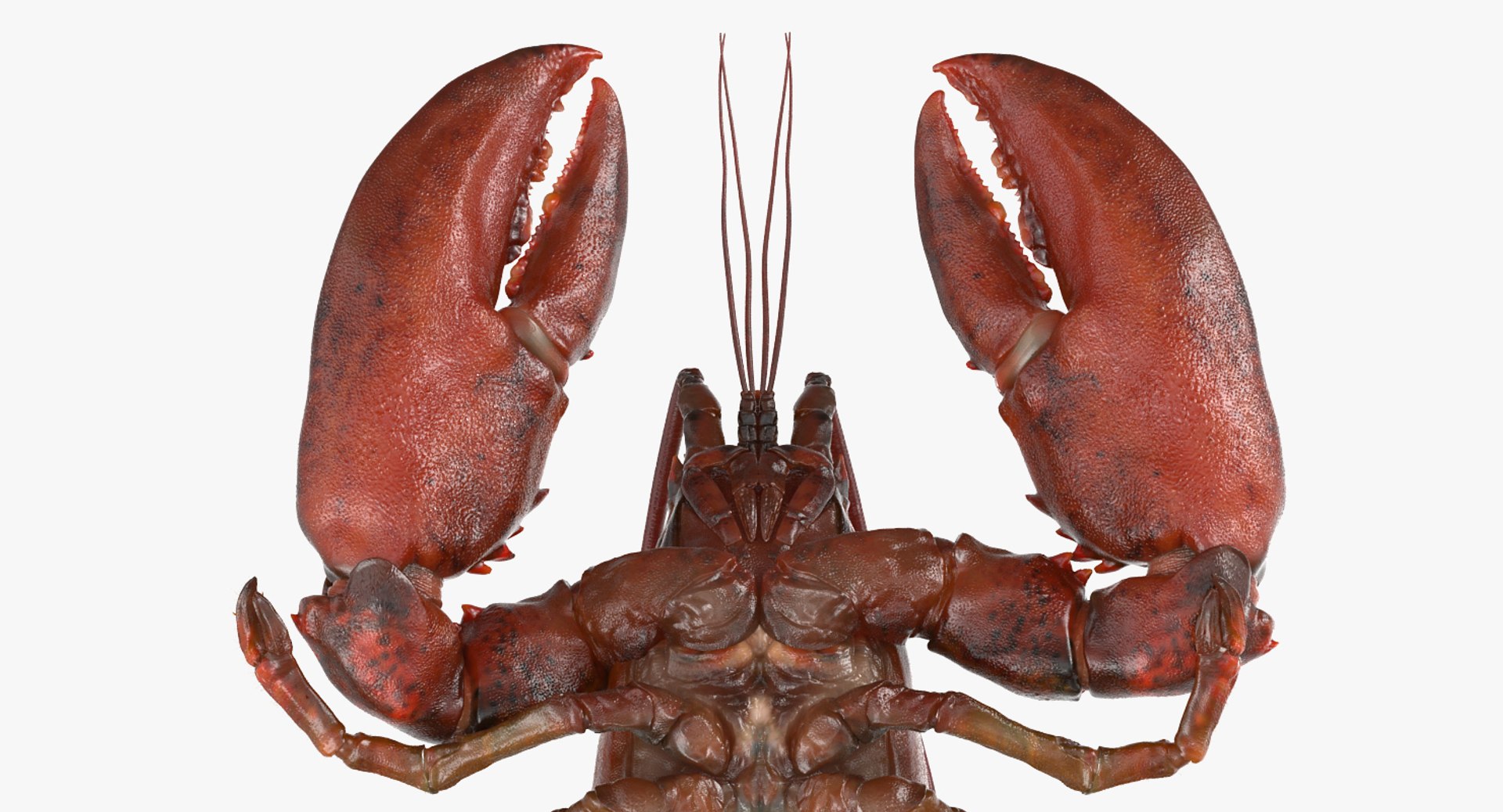 3d Model Lobster Pose 2 Fur
