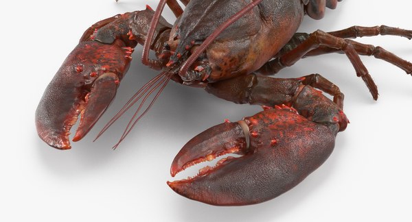 3d model lobster pose 2 fur