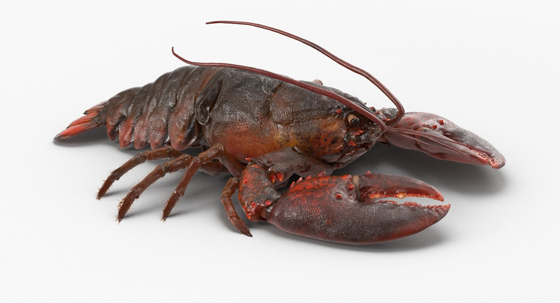 3d Model Lobster Pose 2 Fur