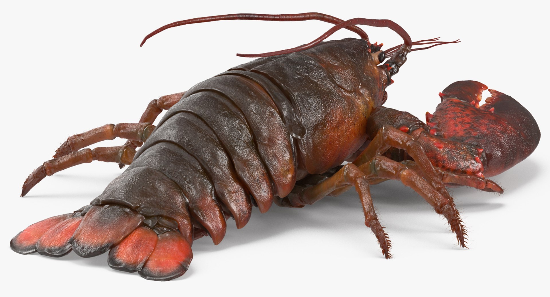 3d Model Lobster Pose 2 Fur