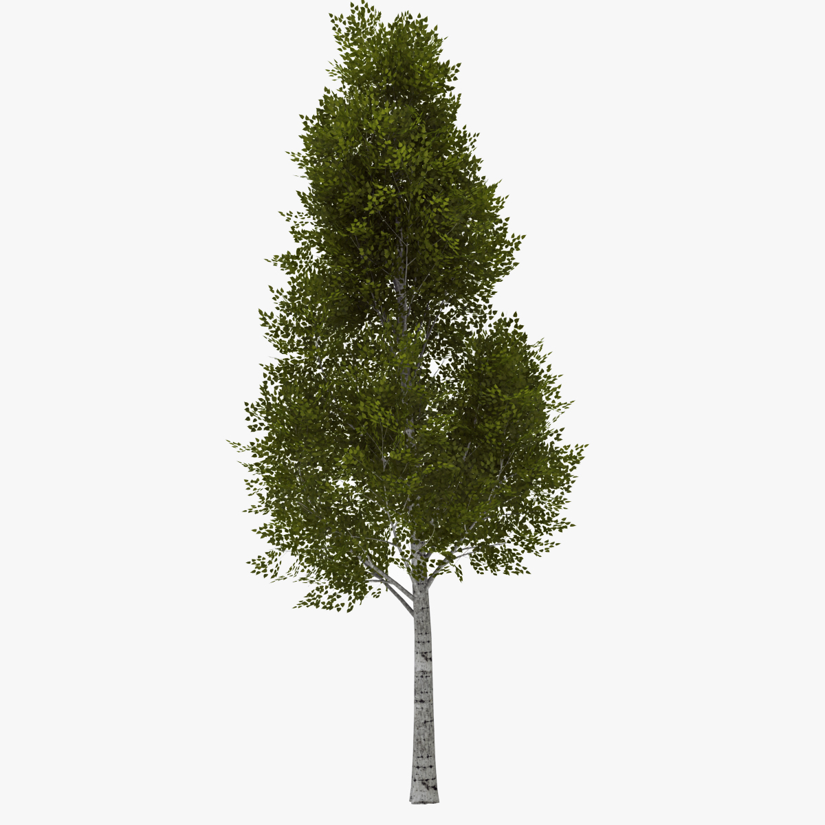 3d deciduous v-ray tree model