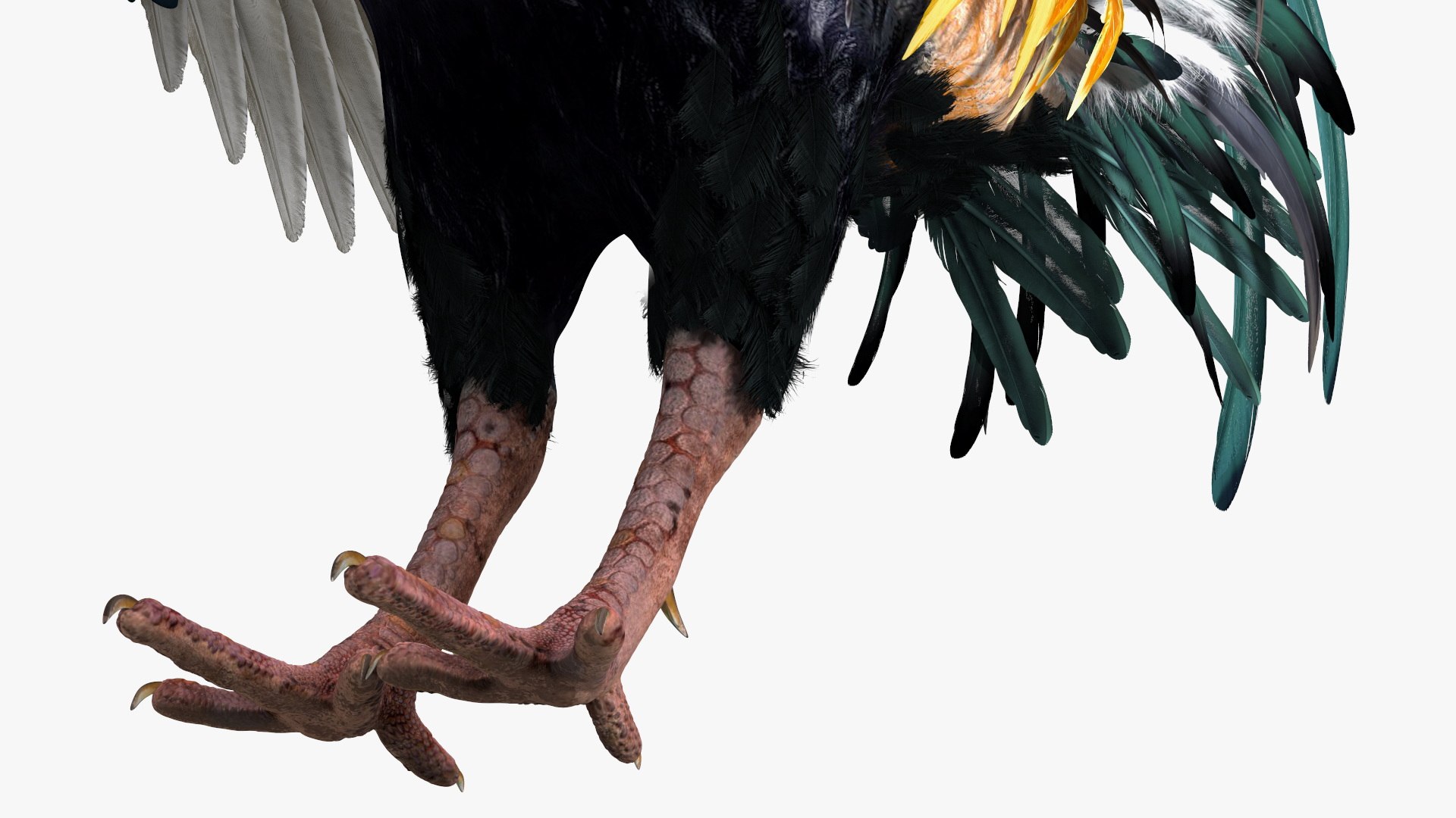 Rainbow Rooster Rigged 3D model - TurboSquid 2162308