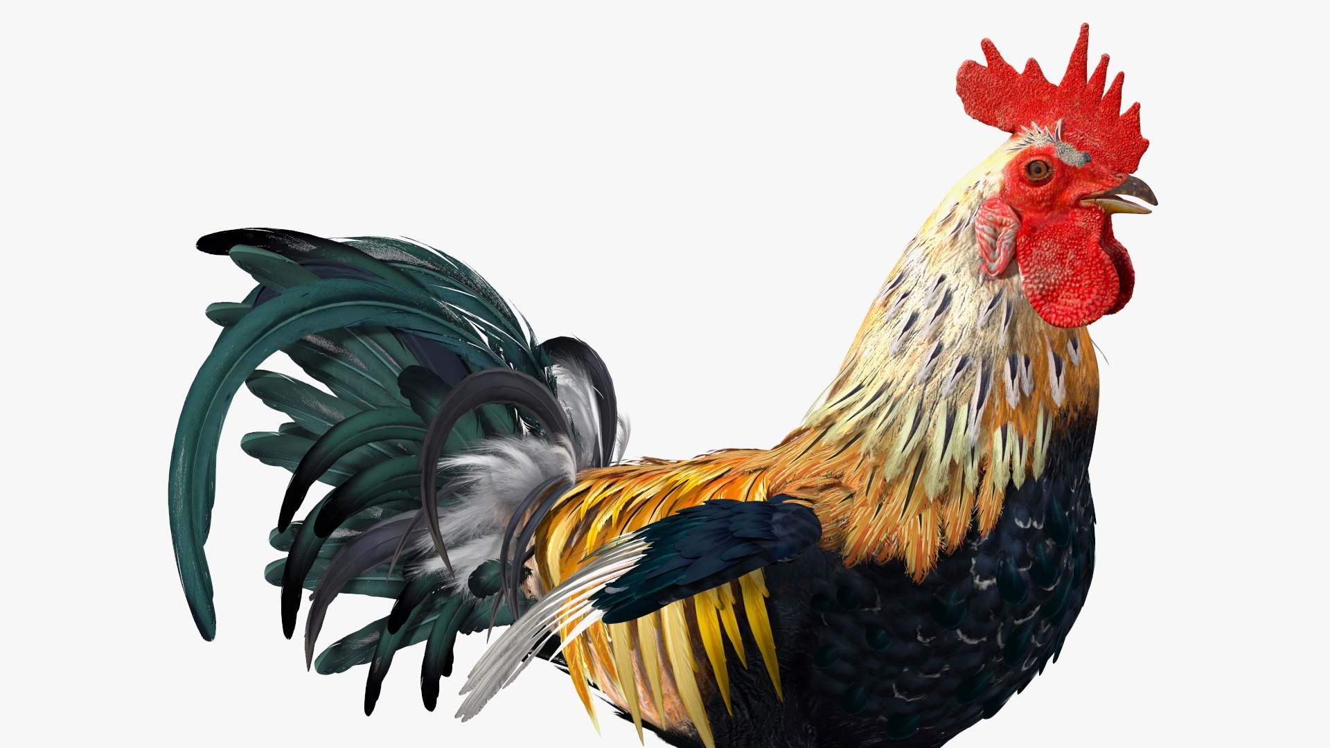 Rainbow Rooster Rigged 3D model - TurboSquid 2162308
