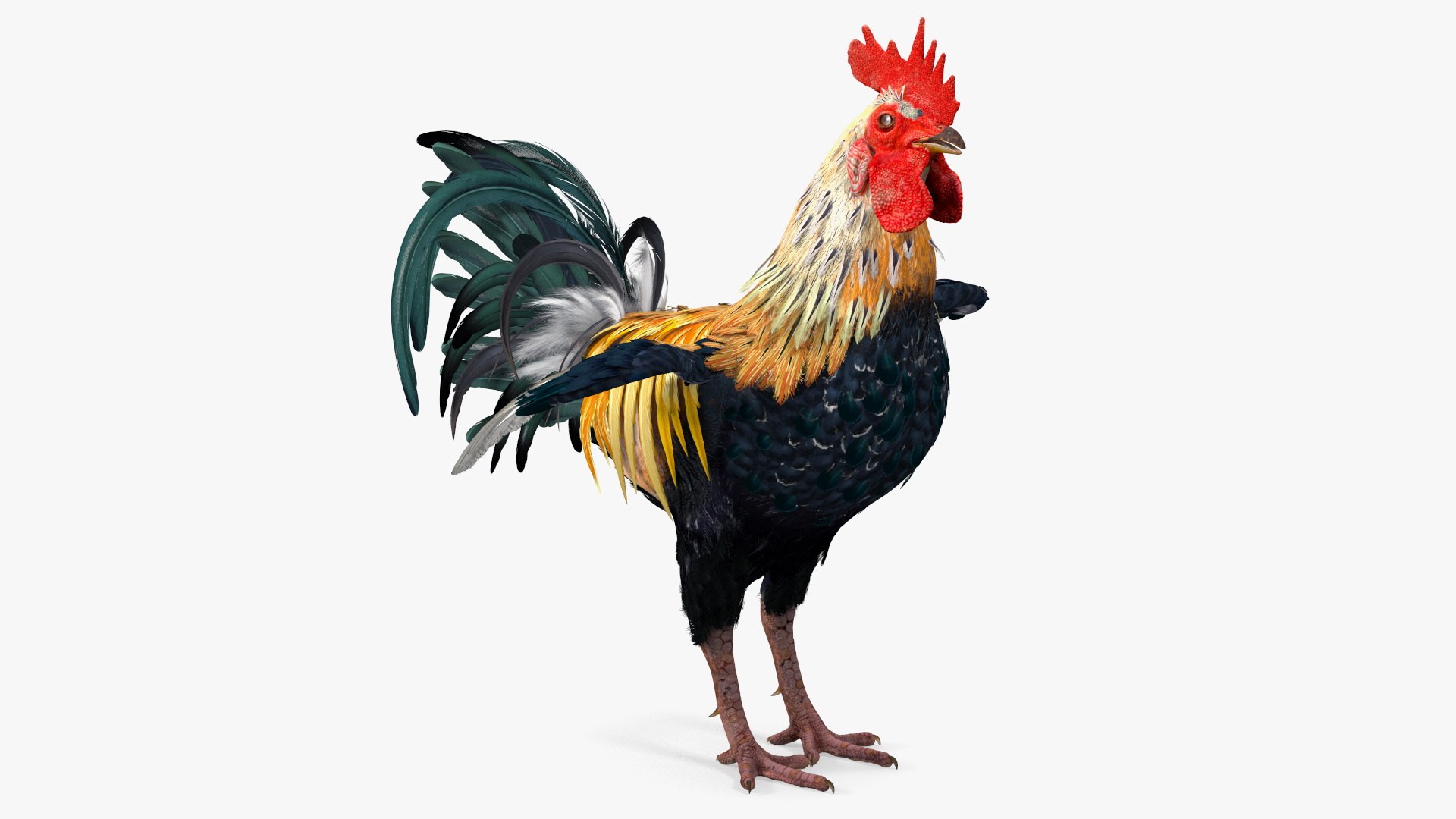 Rainbow Rooster Rigged 3D Model - TurboSquid 2162308