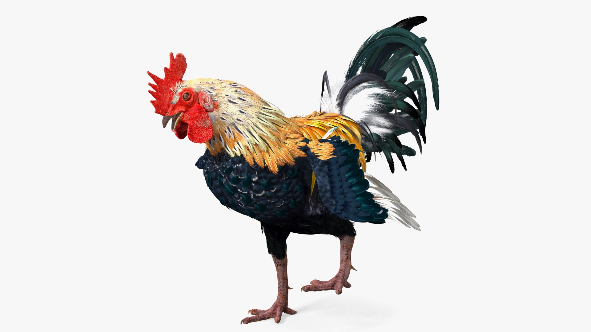 Rainbow Rooster Rigged 3D Model - TurboSquid 2162308
