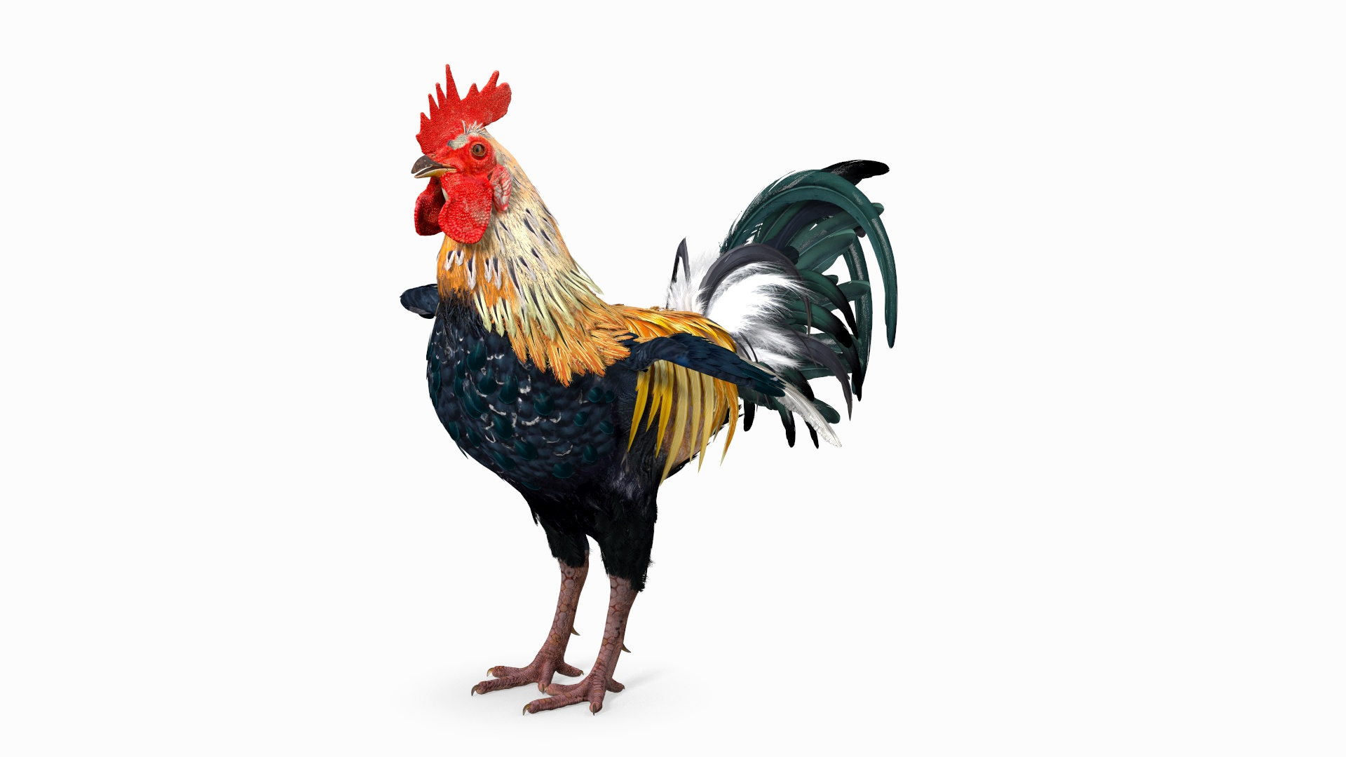 Rainbow Rooster Rigged 3D Model - TurboSquid 2162308