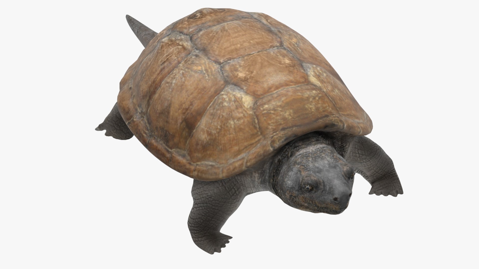3D model Pond Slider Turtle - TurboSquid 1886994