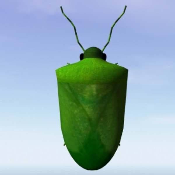Stink Bug 3D Models for Download | TurboSquid
