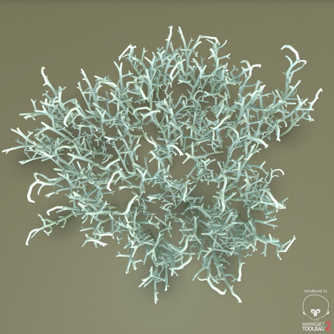 3d reindeer moss model