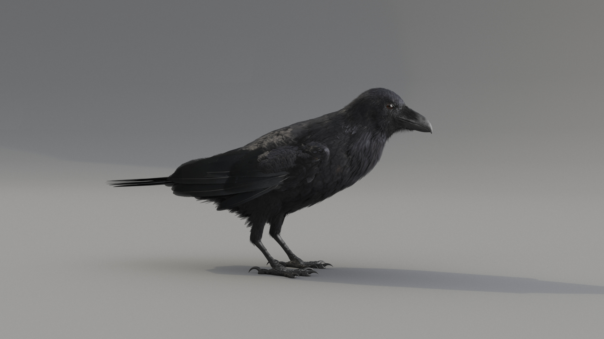 Raven Animated 3D Model - TurboSquid 1830681