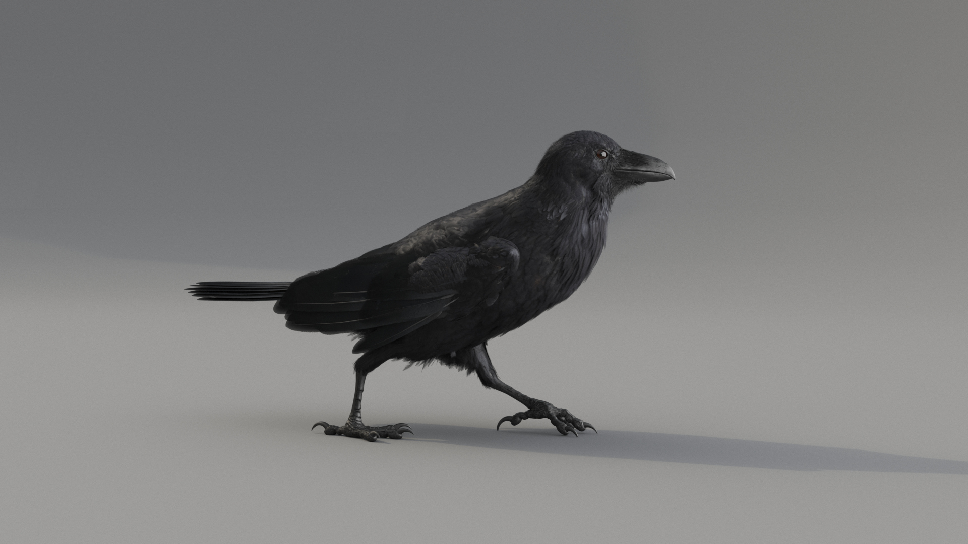 Raven Animated 3D Model - TurboSquid 1830681