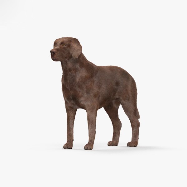 Labrador 3D Models for Download | TurboSquid