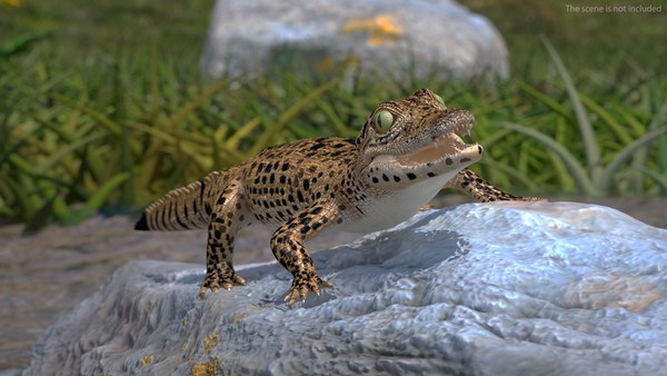 Baby Crocodile Dark Color Rigged for Maya 3D model - TurboSquid 1912557