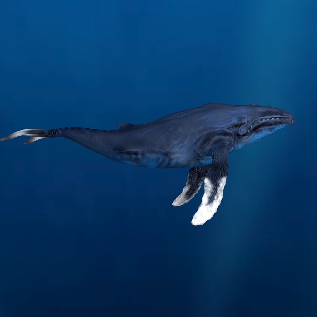 3d Model Of Whale