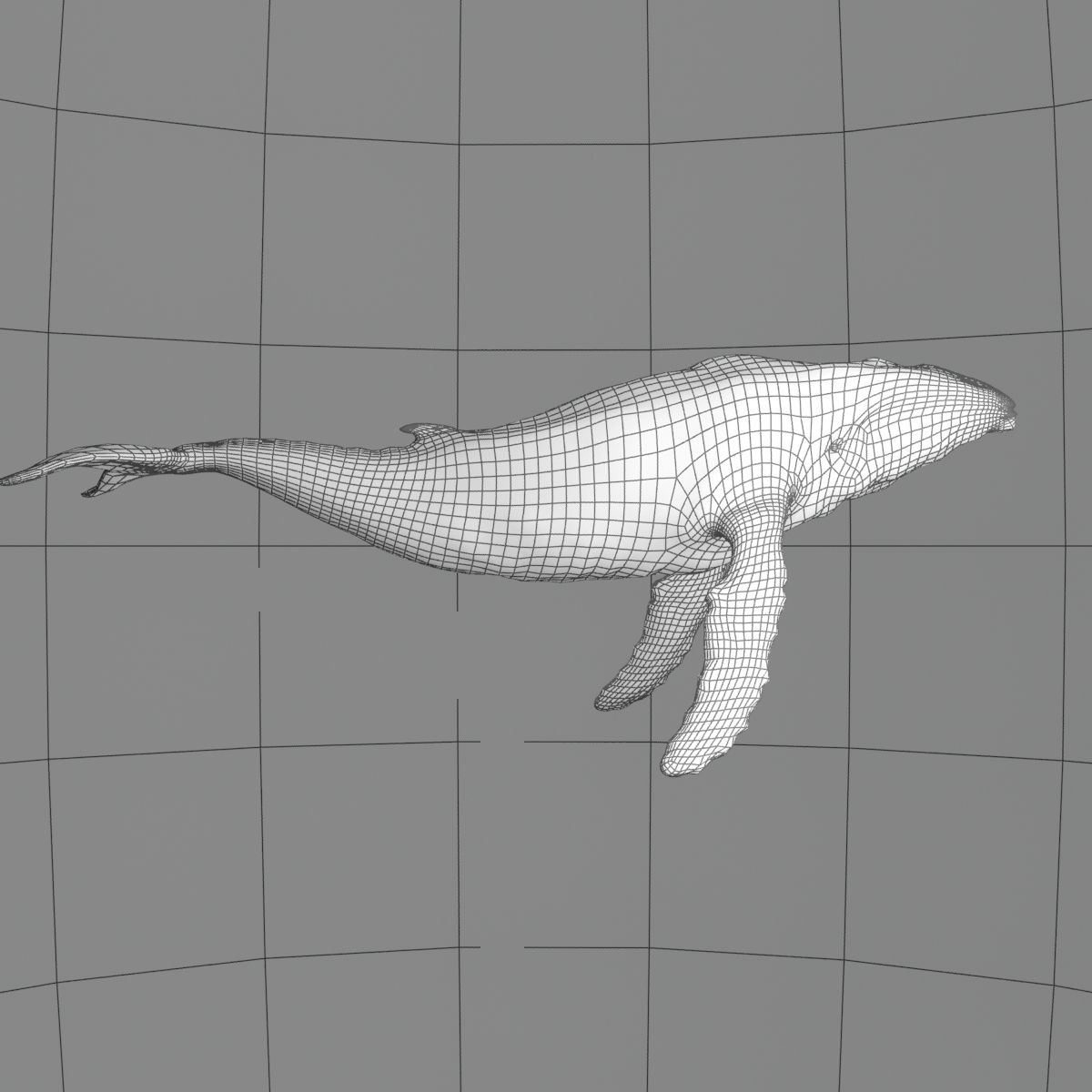 3d model of whale