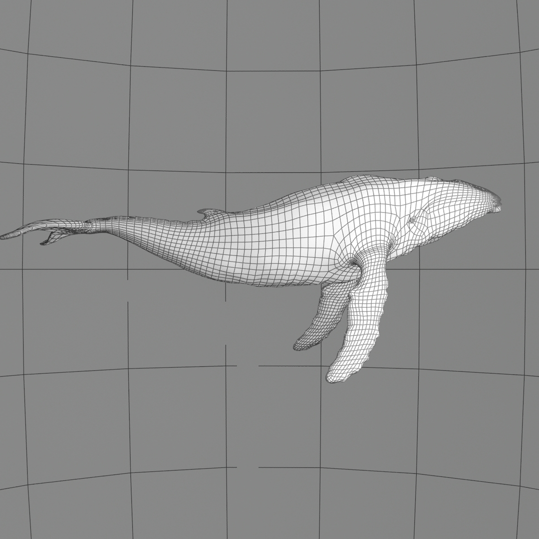 3d Model Of Whale