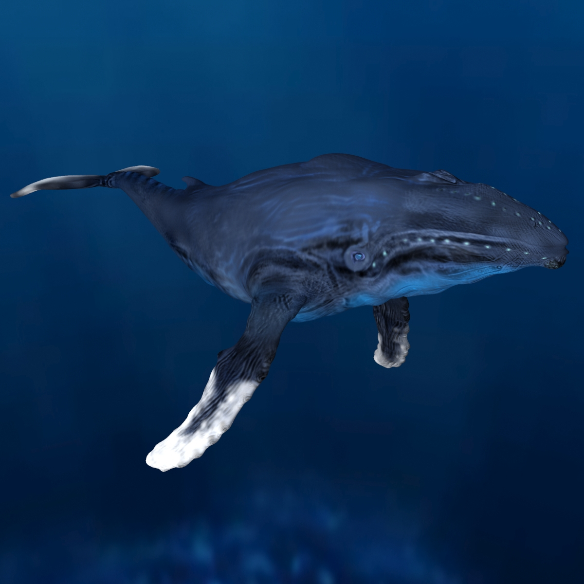 3d model of whale