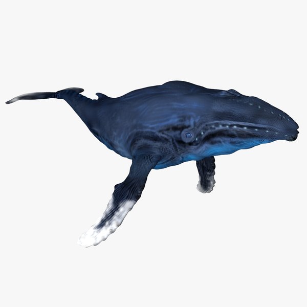 3d model of whale