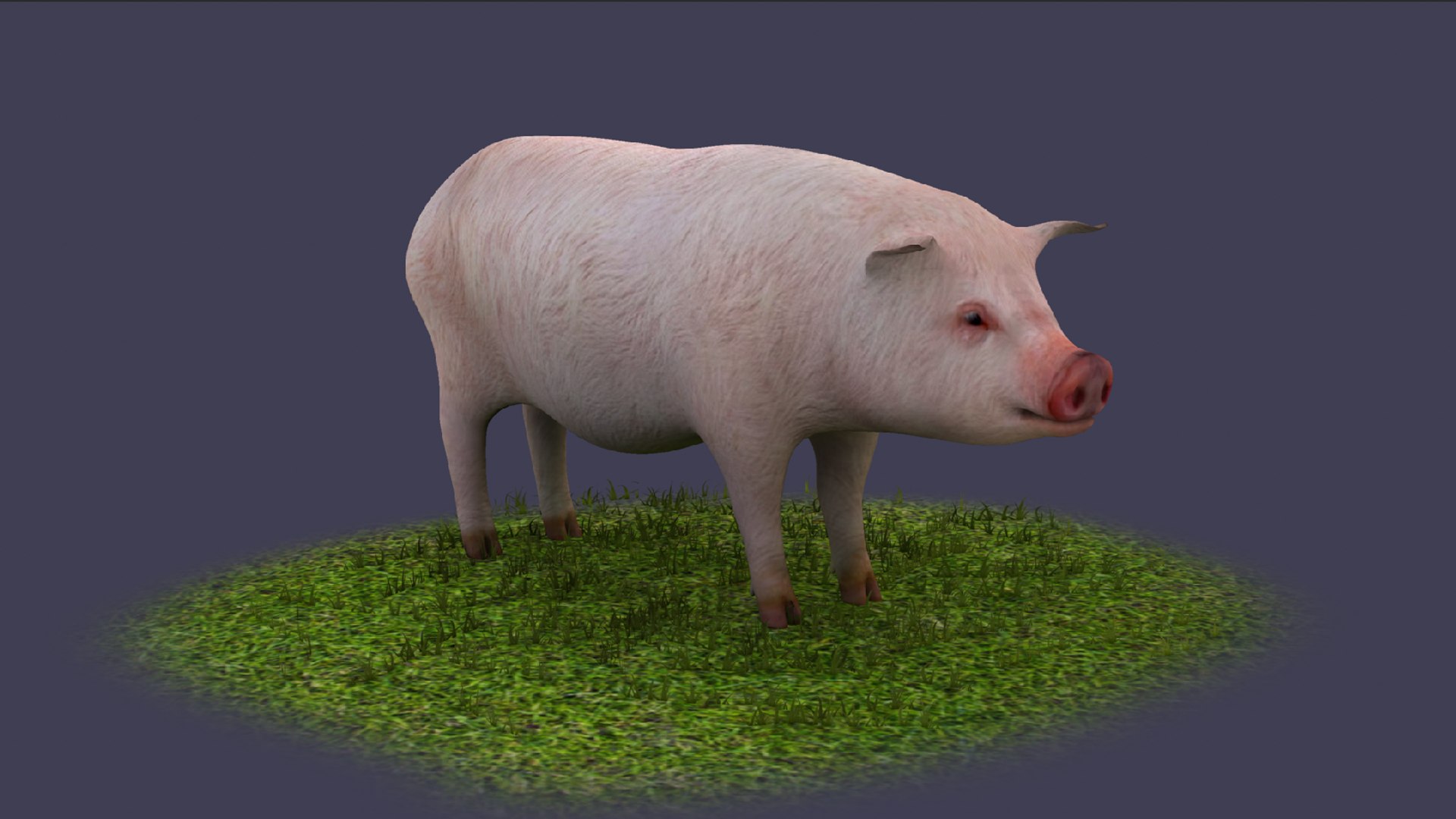 3D Pig Wild Farm Teeth Eyes Trousers Dress Animals Mammal Model ...