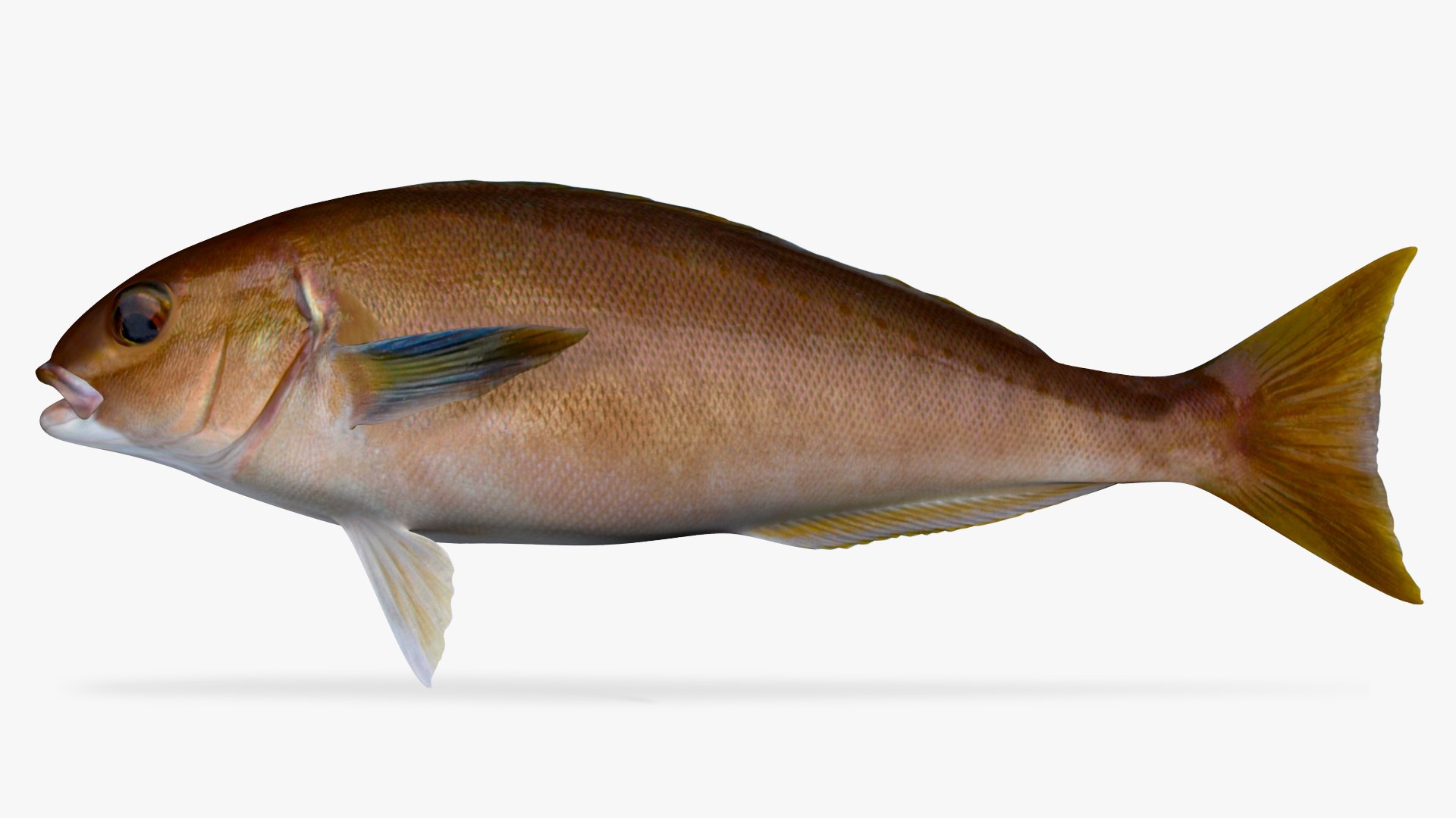 3D Ocean Whitefish Model - TurboSquid 1743873