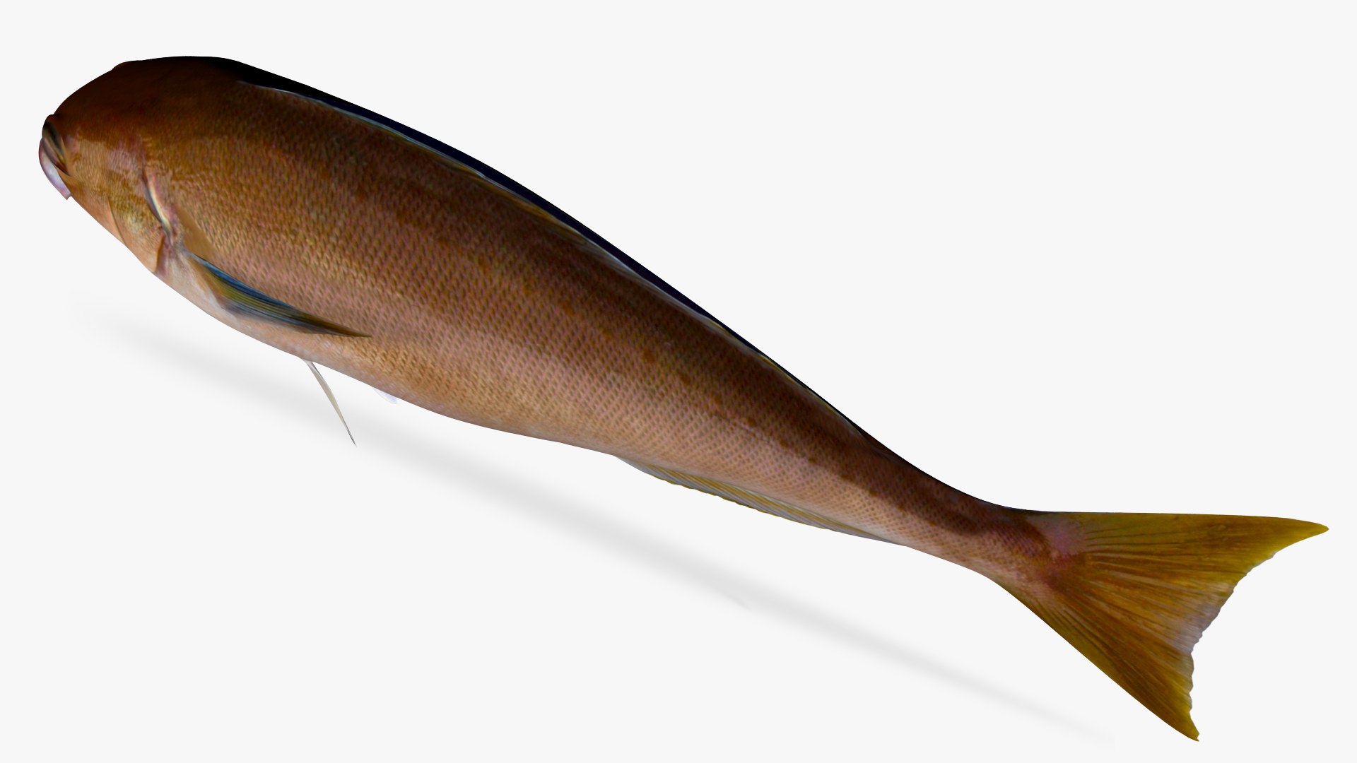 3D Ocean Whitefish Model - TurboSquid 1743873