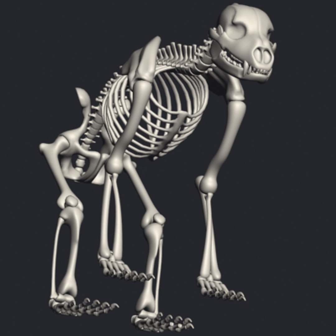 Bear Skeleton Max