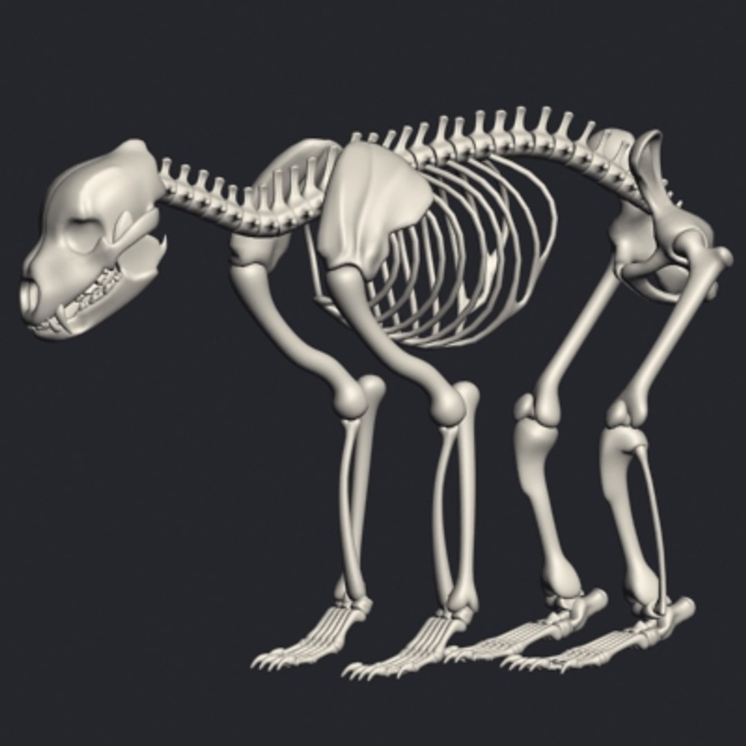 Bear Skeleton Max