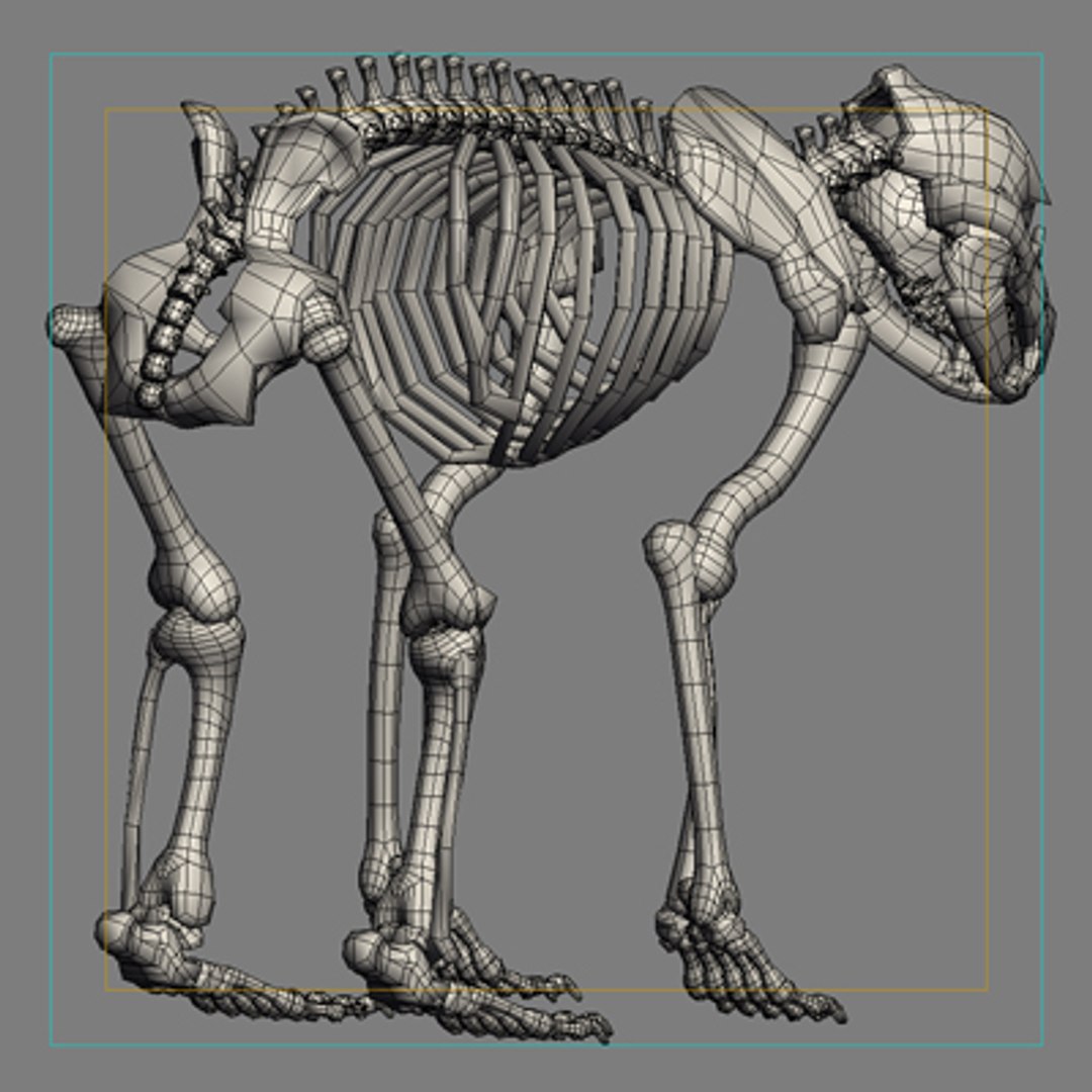 Bear Skeleton Max
