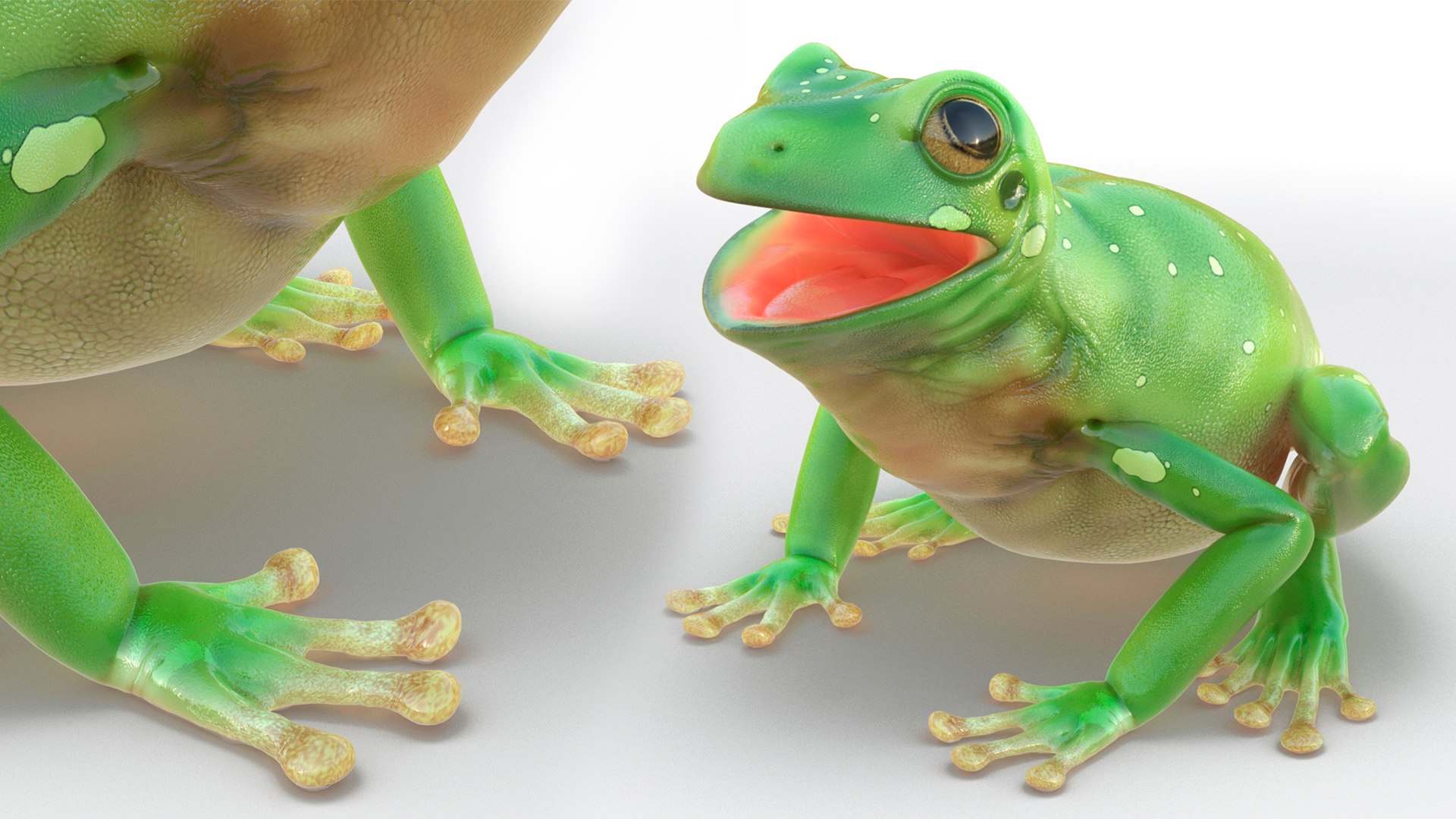 3D Realistic Australian Green Frog Rigged Model - TurboSquid 2265165