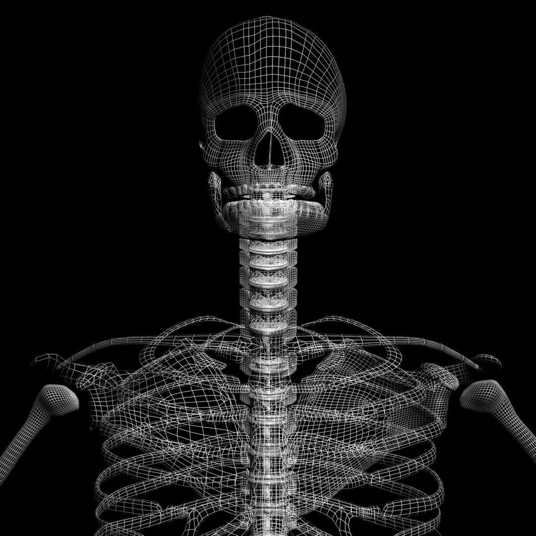 X-ray Skeleton Xray Body Human Obj