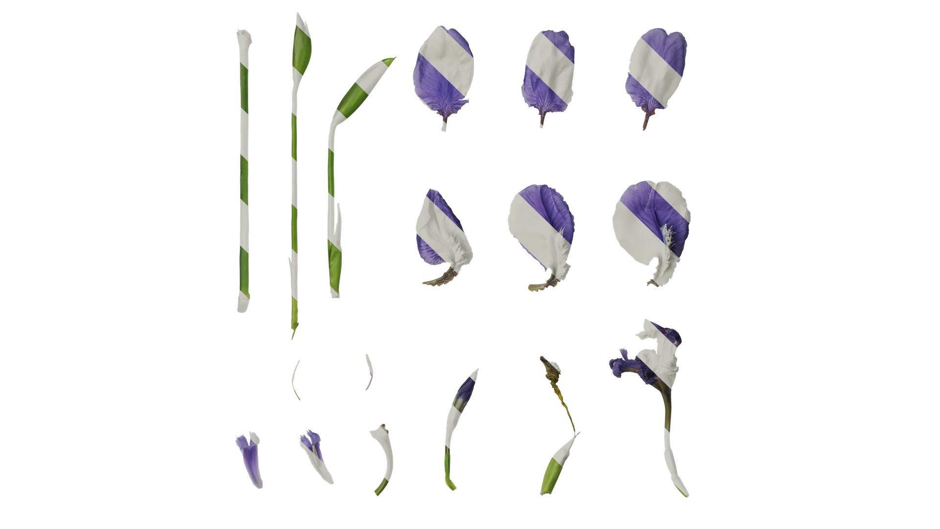 Anydrafts Iris Tectorum Atlas 01 Textures 3D Model - TurboSquid 2356265