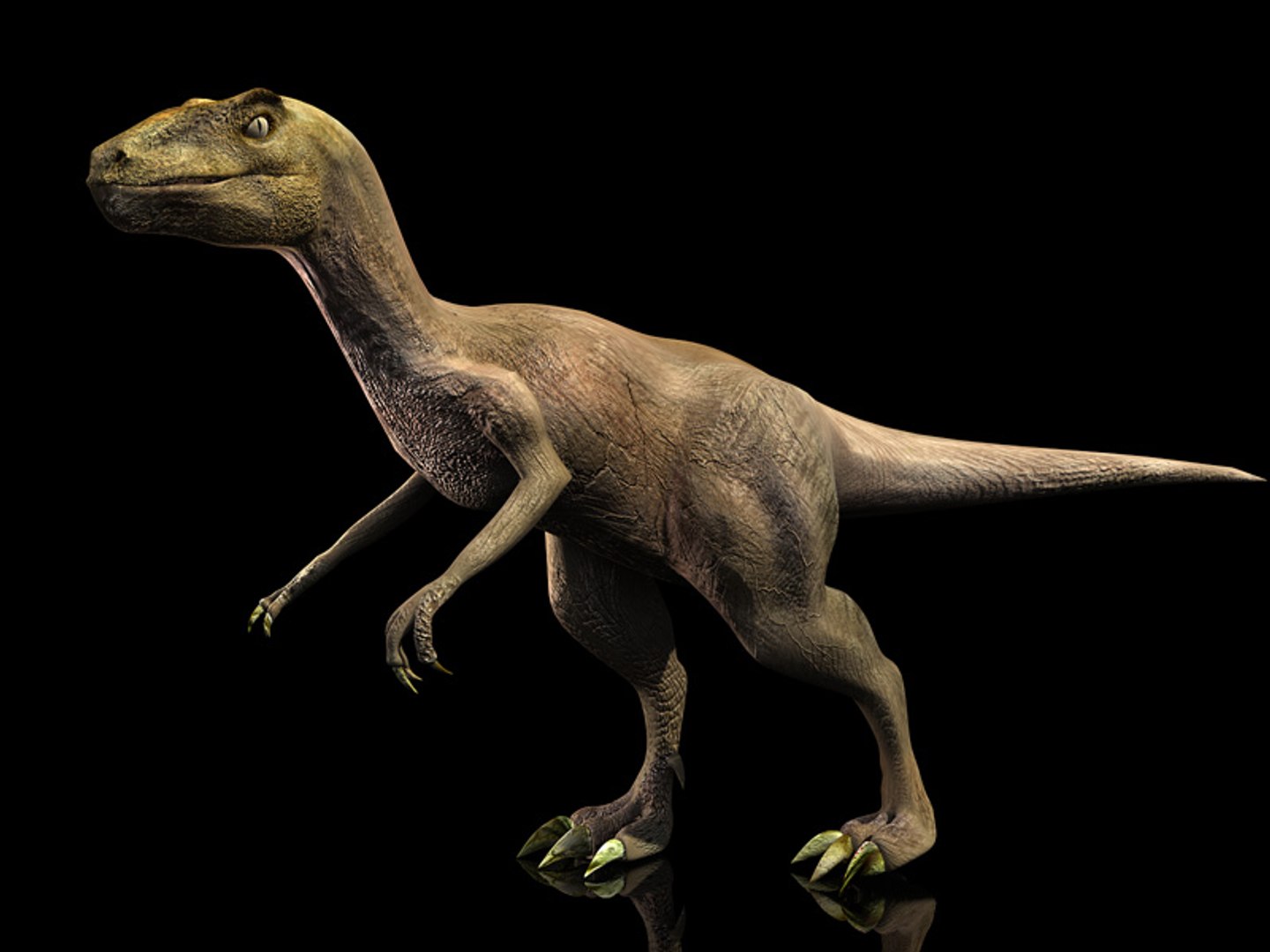 3d Velociraptor Raptor