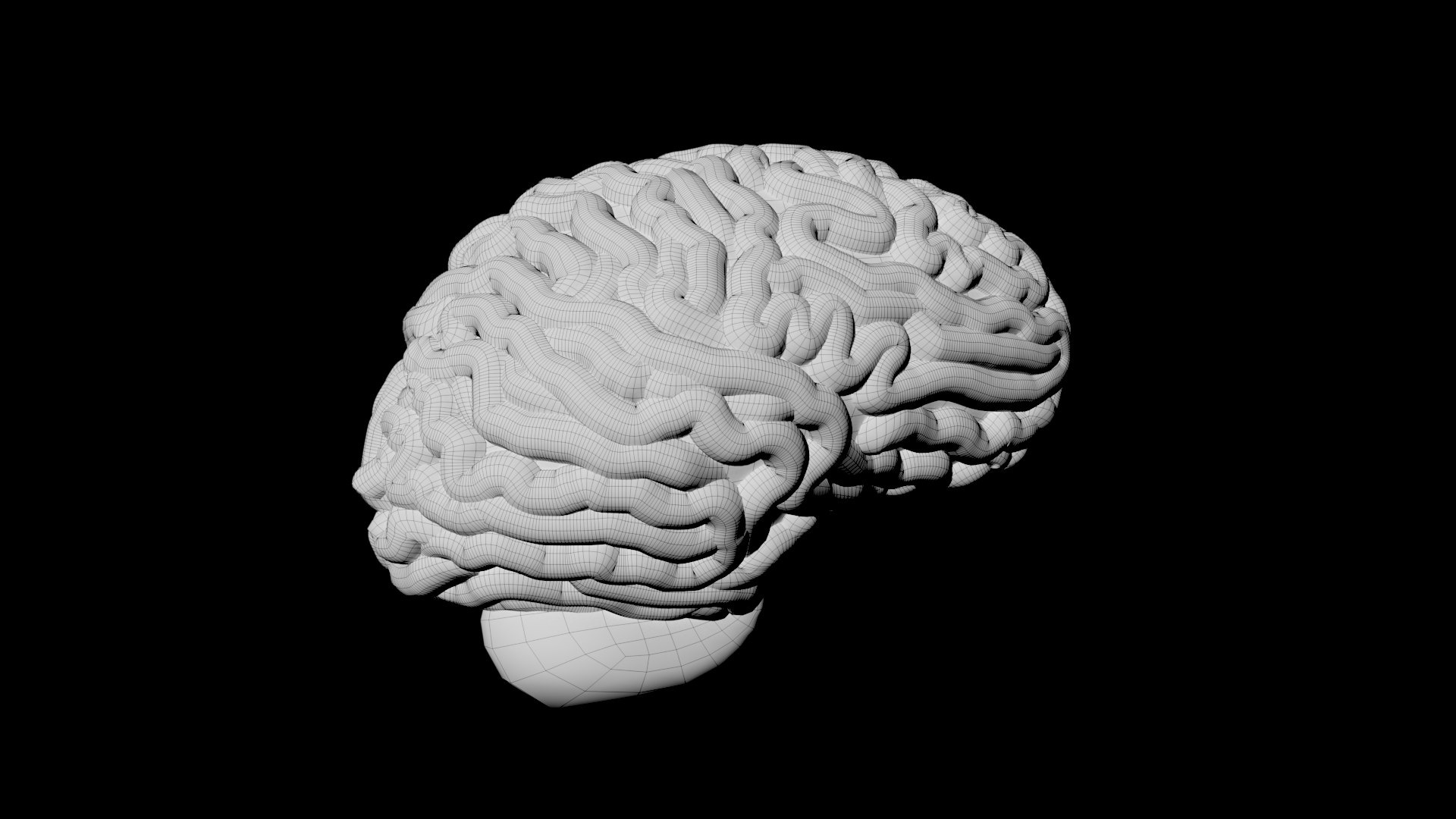 Brain 3D Model - TurboSquid 2167949