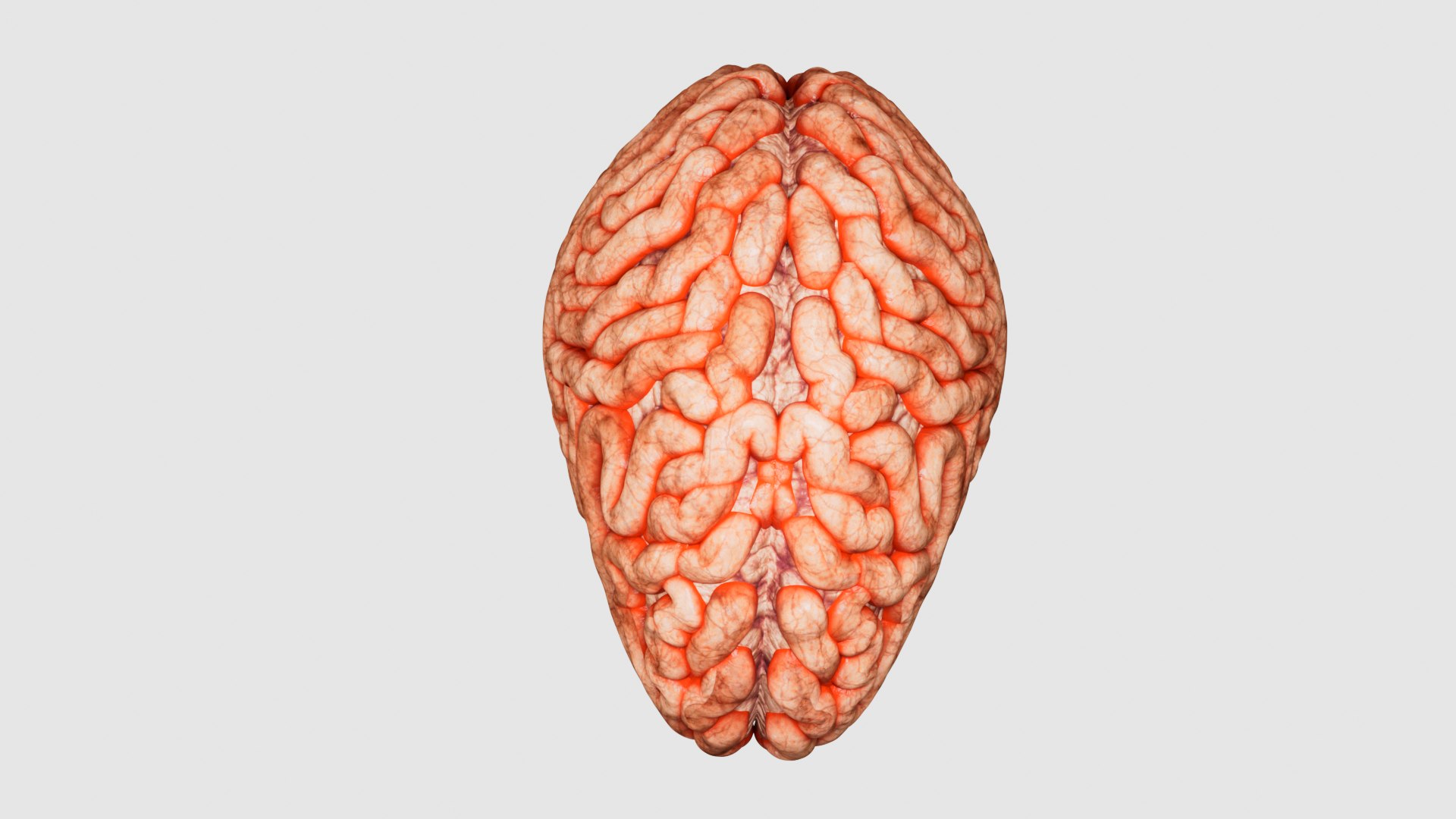 Brain 3D Model - TurboSquid 2167949