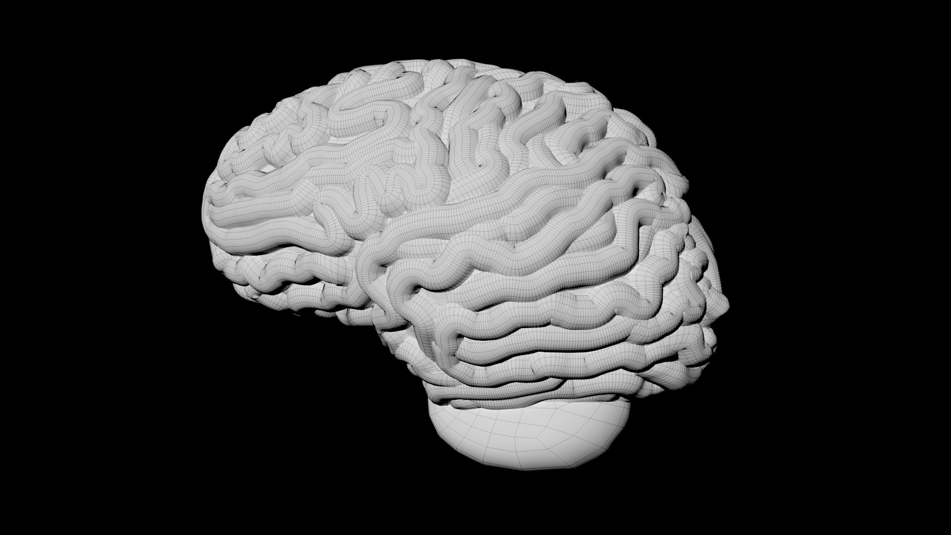 Brain 3D Model - TurboSquid 2167949