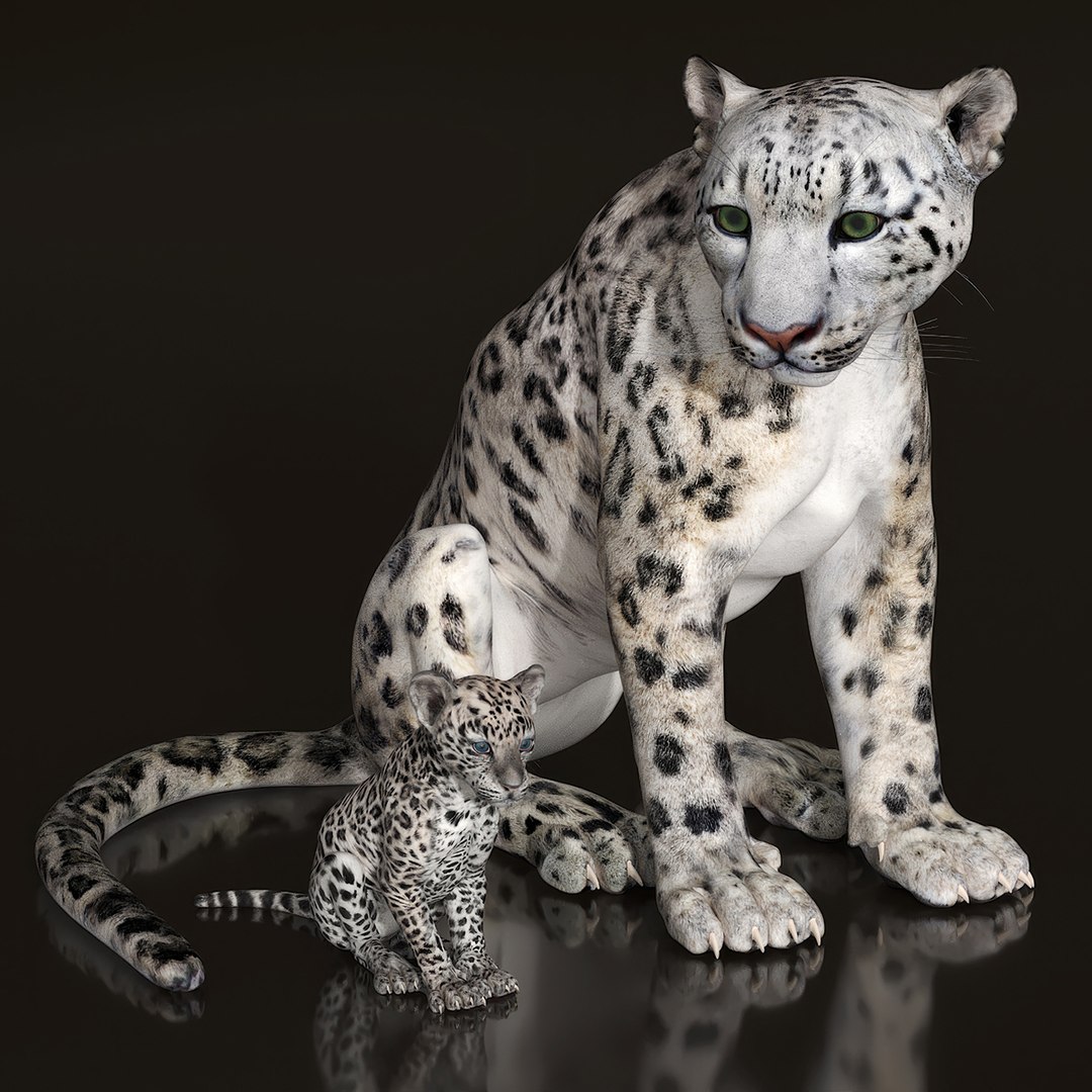 Mother And Baby Snow Leopard 3D Model - TurboSquid 2335568