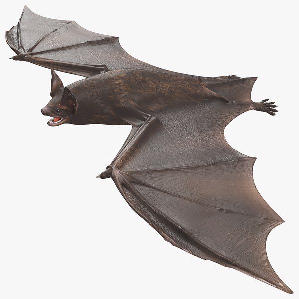 Bat 3D Models for Download | TurboSquid