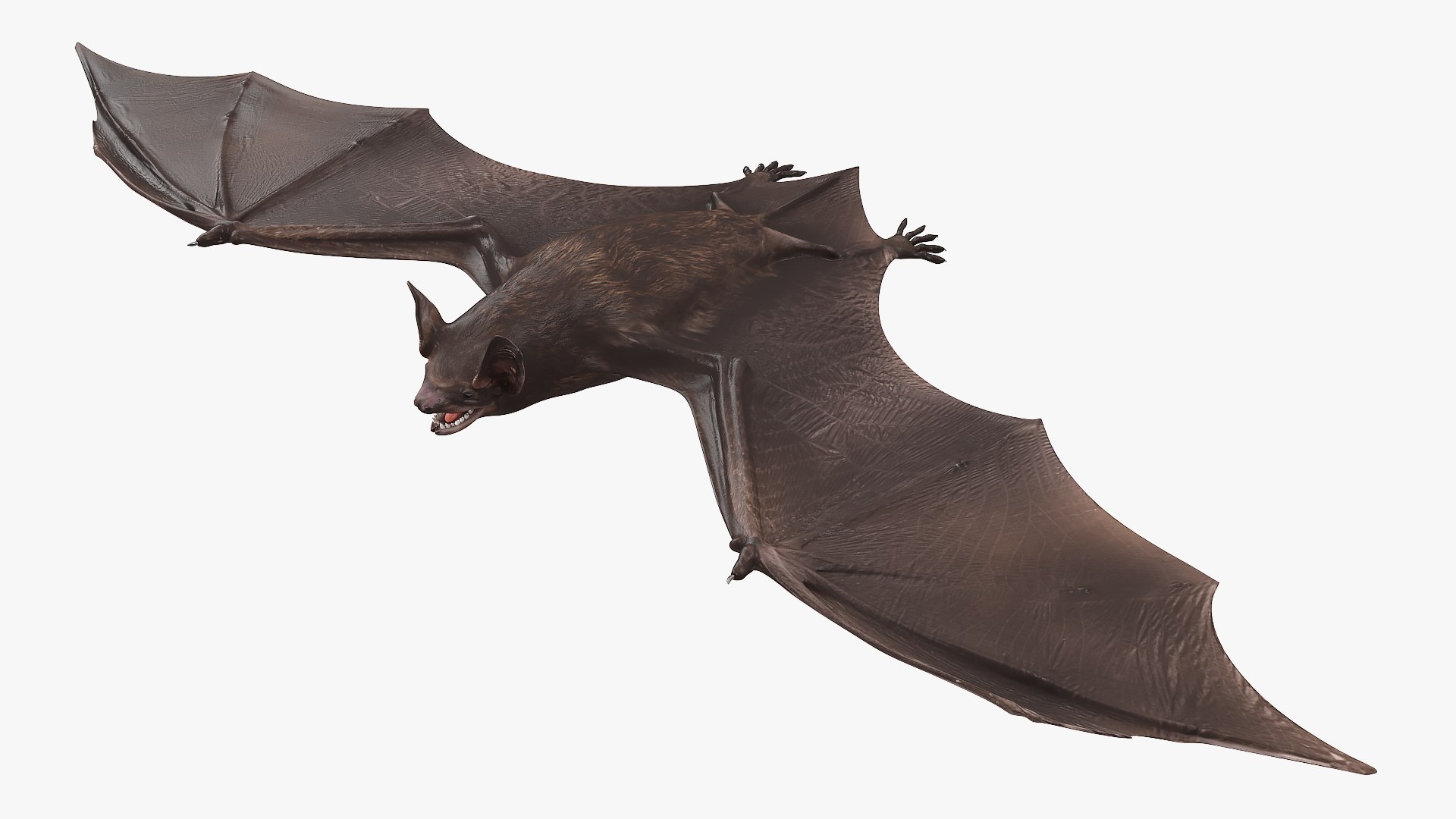 3D Black Bat - TurboSquid 1856423