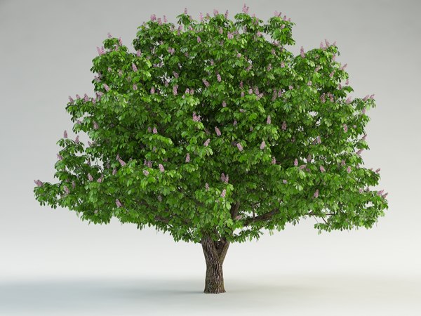 3D Conker Models | TurboSquid