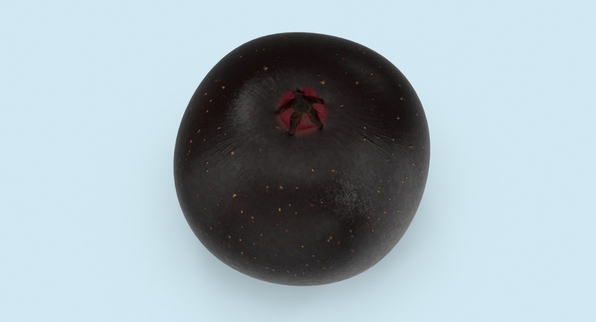Elderberry Elder 3d Model