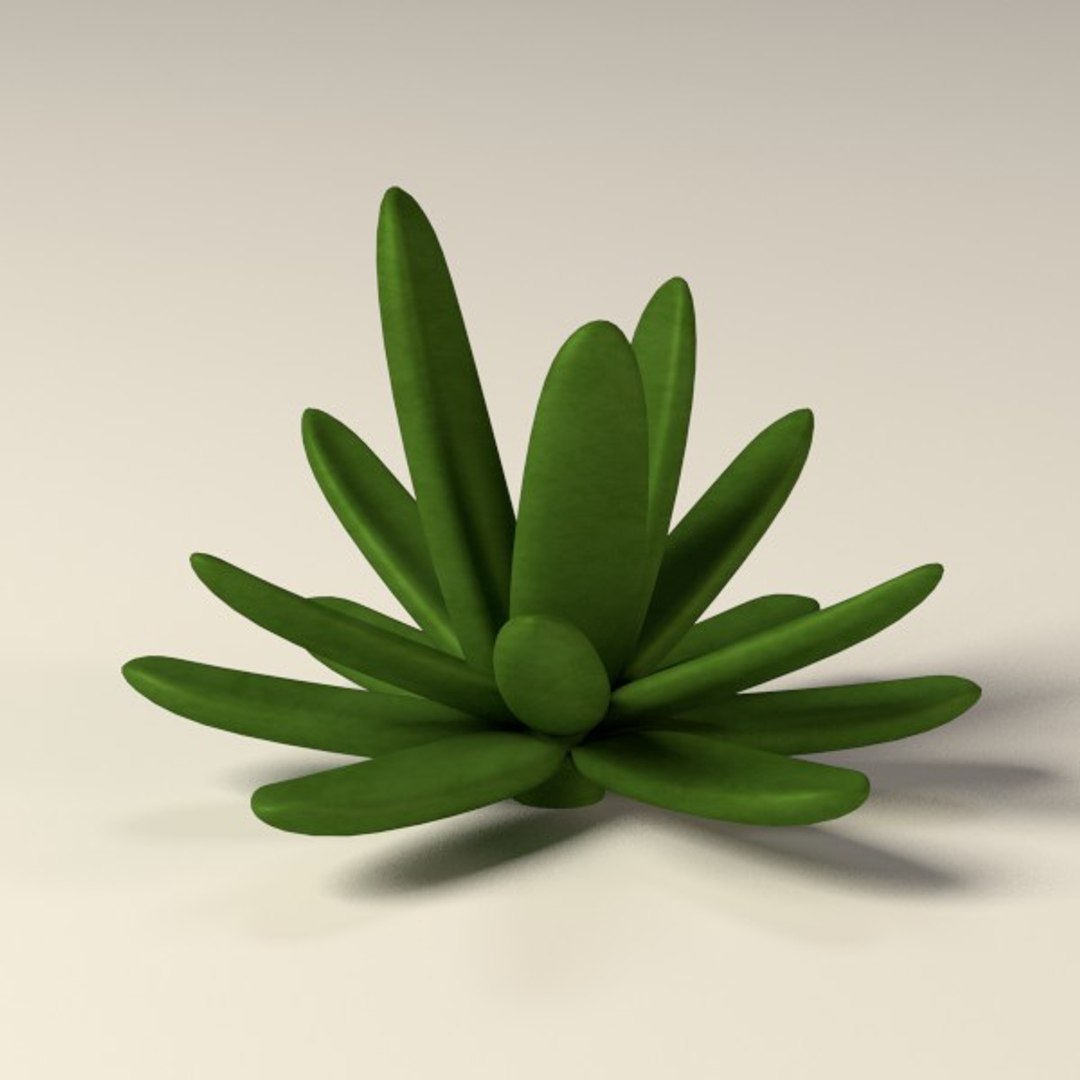 suculent 3d model