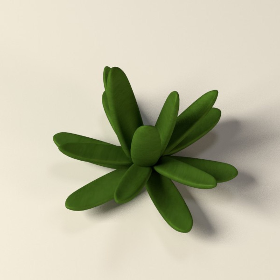 suculent 3d model