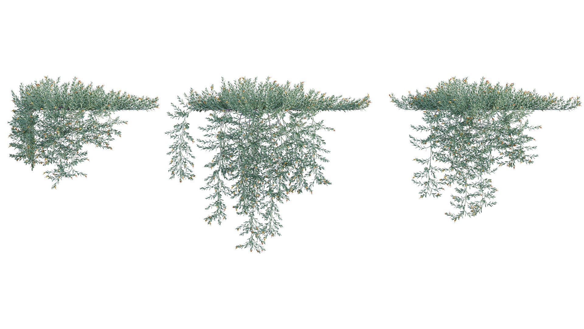 3D Model Collection 29 - Australian Plants - TurboSquid 2077796